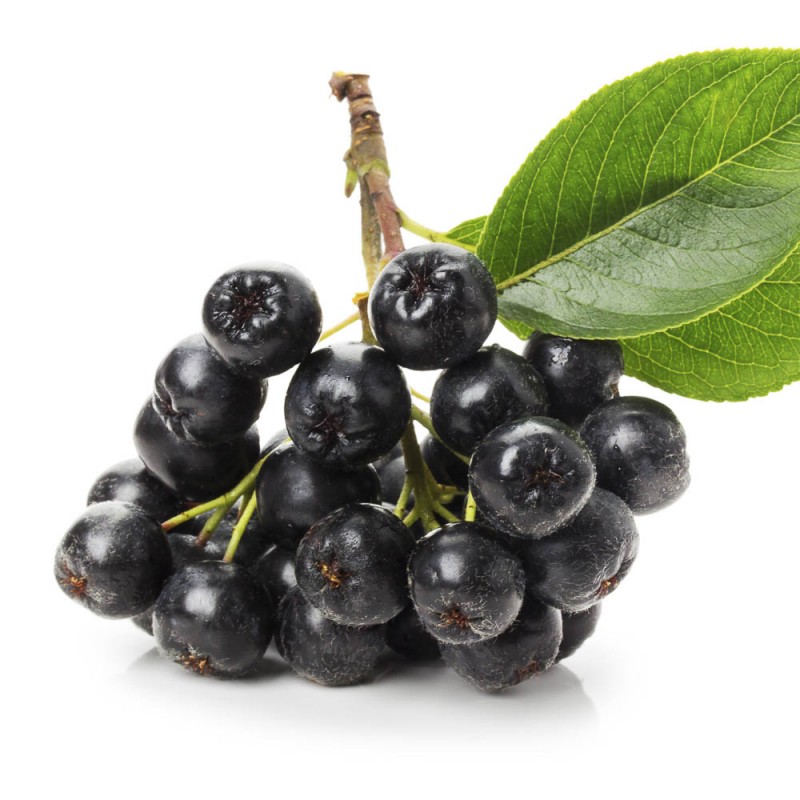Biologische Aronia Beere (Superfood) hier kaufen